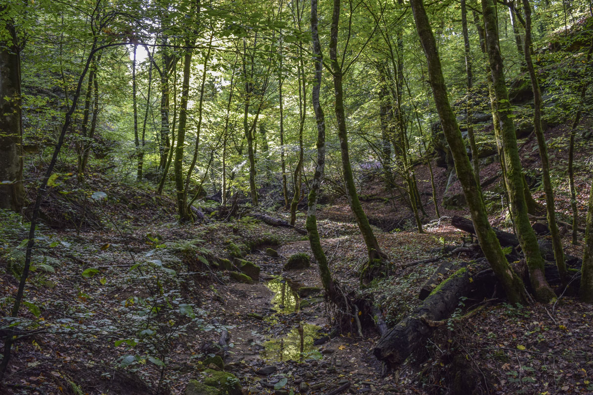 Drachenwald - Ebbes aus Hohenlohe